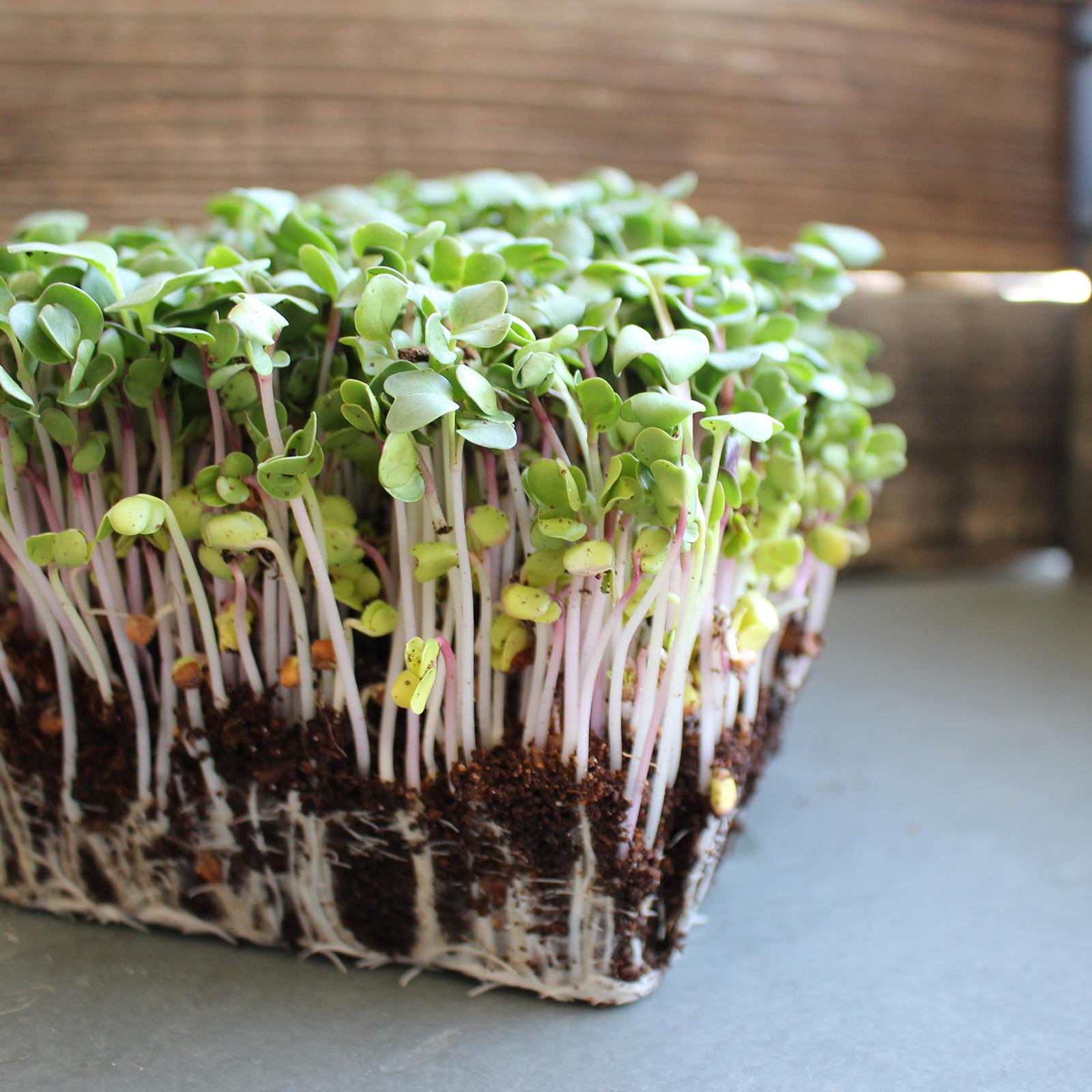 Triton Purple Radish Sprouting Seeds - 25 Lb Bulk Seed - Non-GMO Purple ...