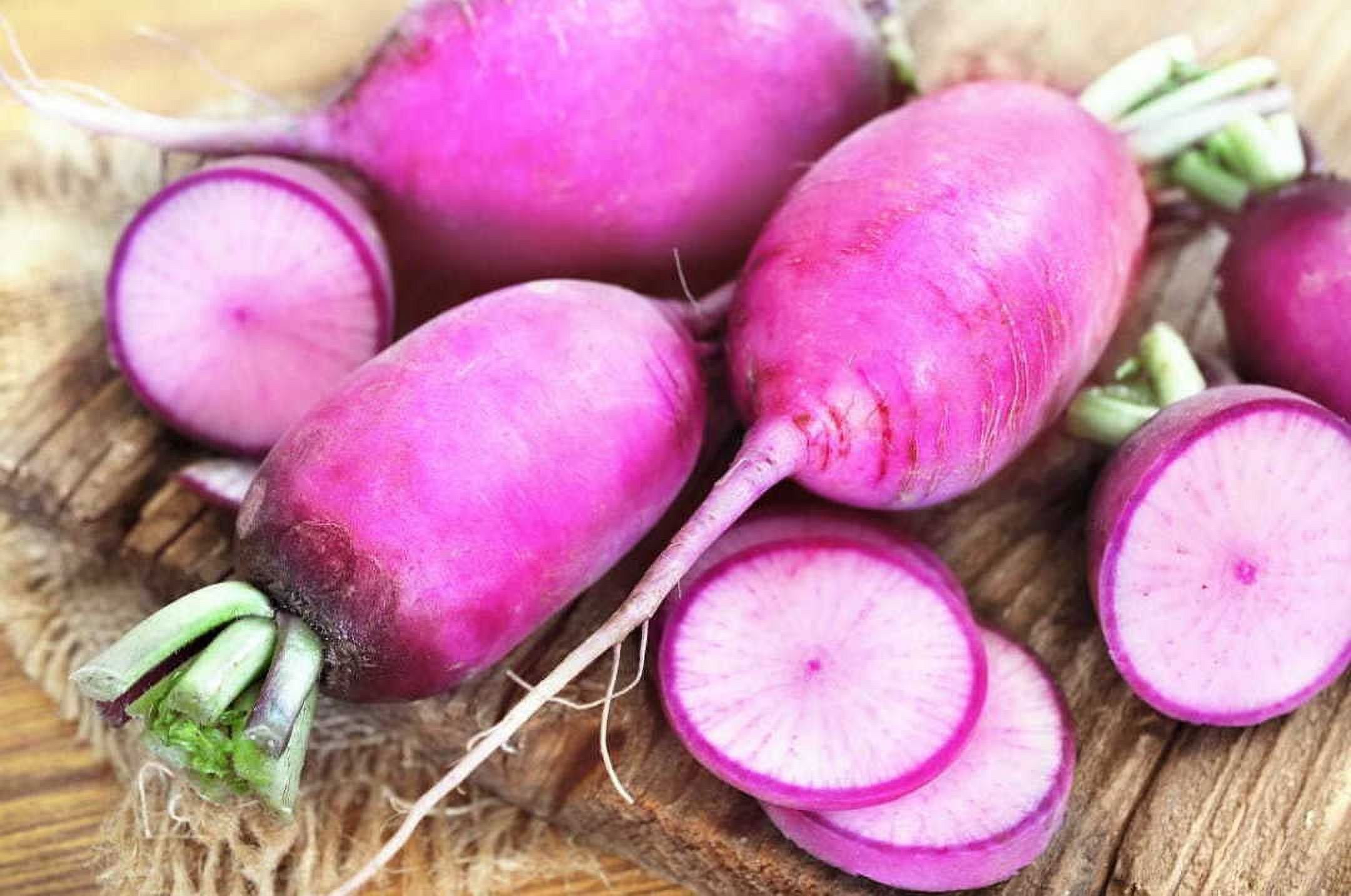 Triton Purple Stem Radish Seeds - 100 Count Seed Pack - Non-GMO - A ...