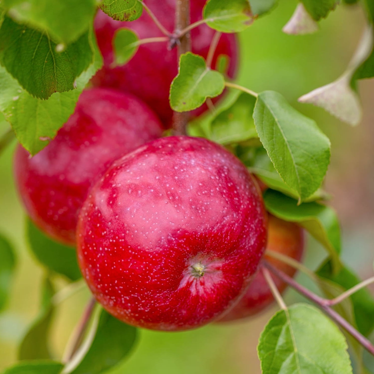 Triumph Reachables Dwarf Apple Dormant Bare Root Starter Fruit Tree (1 ...