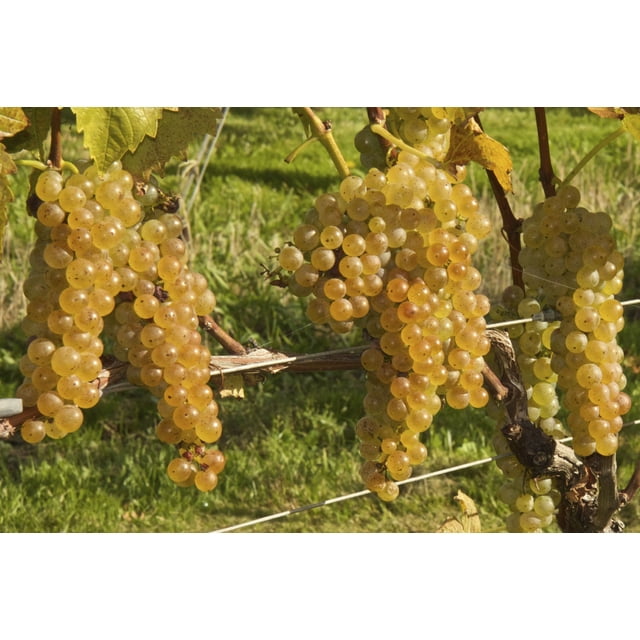 Triumph Sweet Muscadine Grape Plant - 4" Pot - Self Fertile - Walmart.com