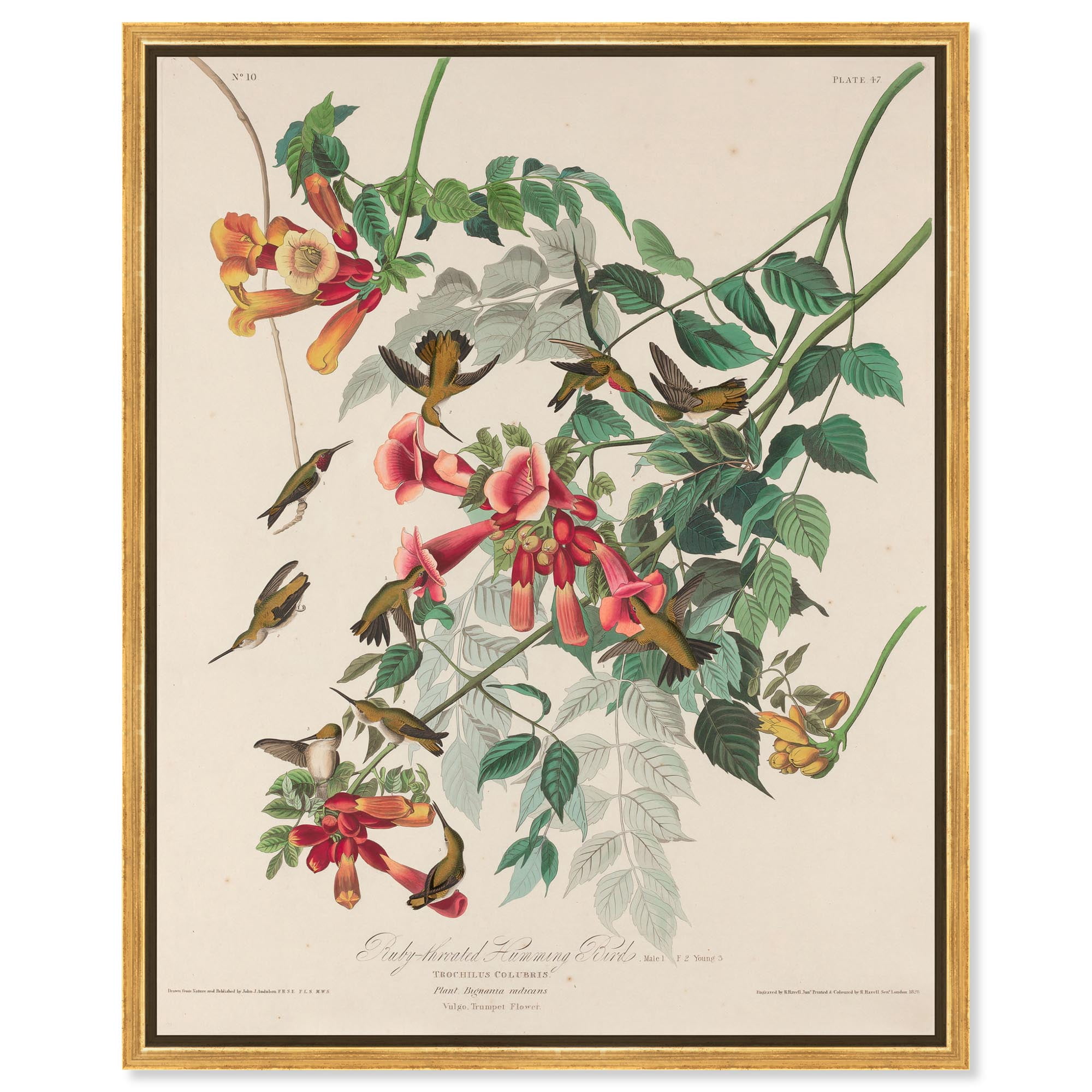Trochilus Colubris Canvas Vintage Botanical by Art Remedy, Gold Frame ...