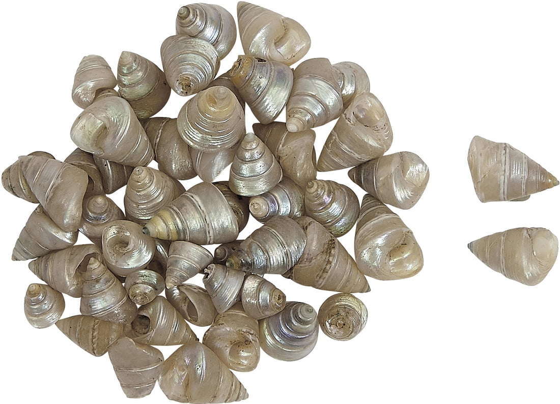 Trochus Tiny Pearled Craft Assorted Shells Bulk Seashells (1 Kilo ...