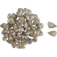 Trochus Tiny Pearled Craft Assorted Shells Bulk Seashells (1 Kilo ...