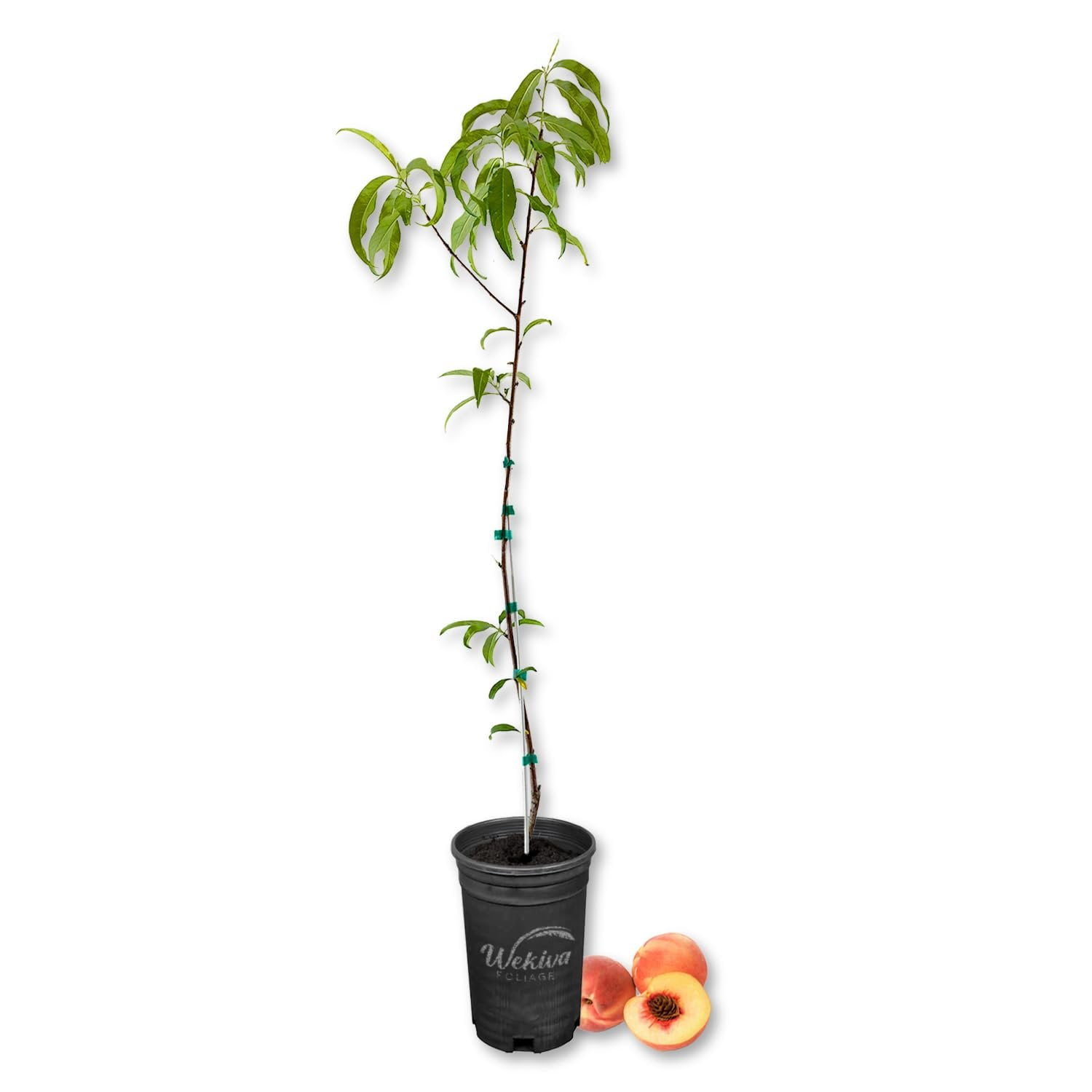 Tropic Beauty Peach Tree - Live Plant in a 1 Gallon Grower's Pot ...