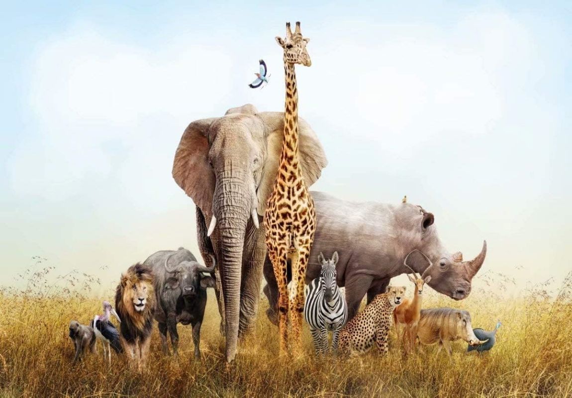 Tropical African Photo Background Animal World Photography Backdrops ...