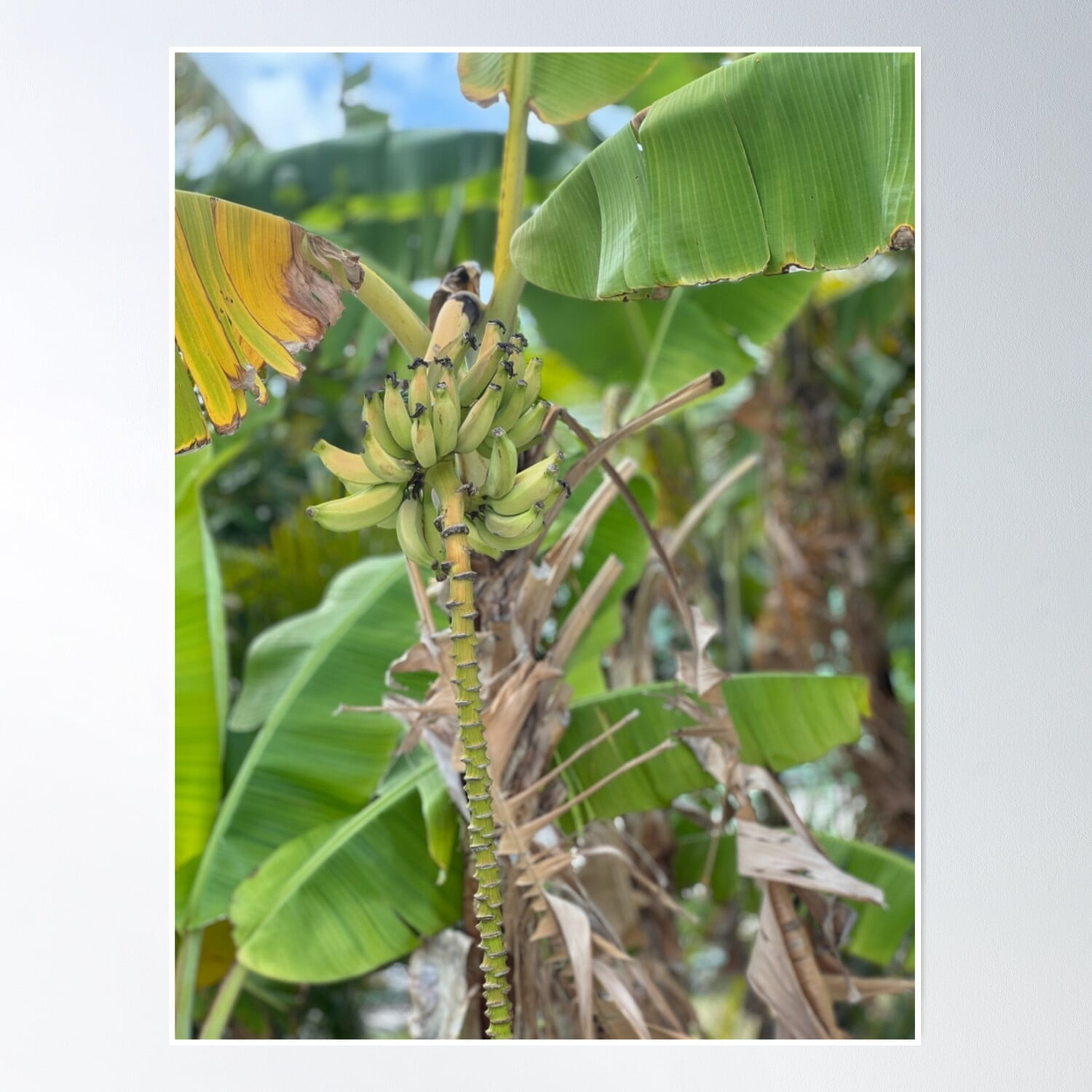 Tropical Banana Tree Poster Wall Art, Modern Wall Decor, 12x18 UNFRAMED ...