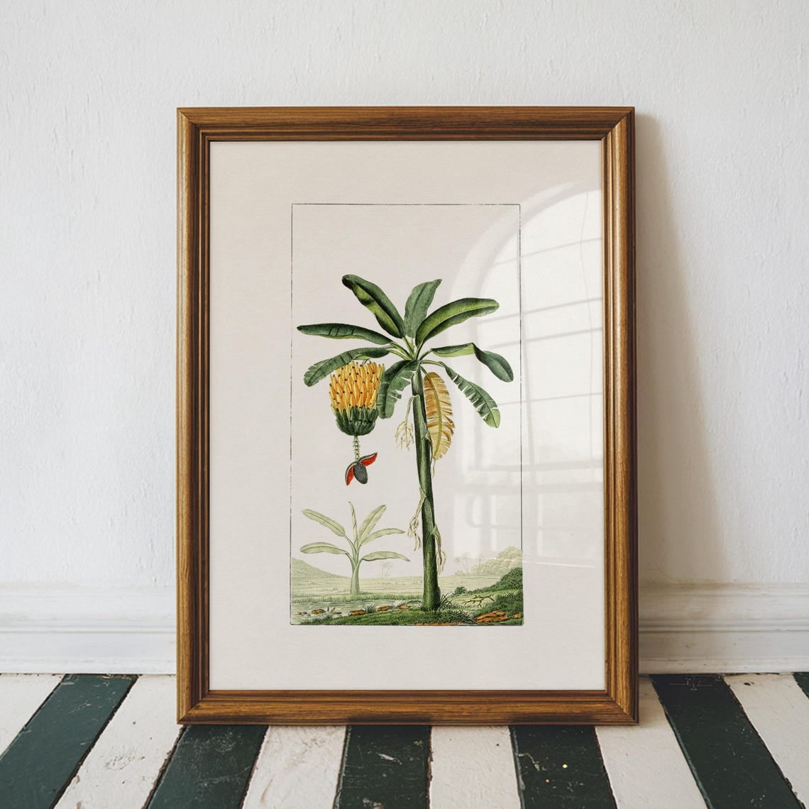 Tropical Banana Tree Vintage Botanical Art Jungle Decor, Stretched ...