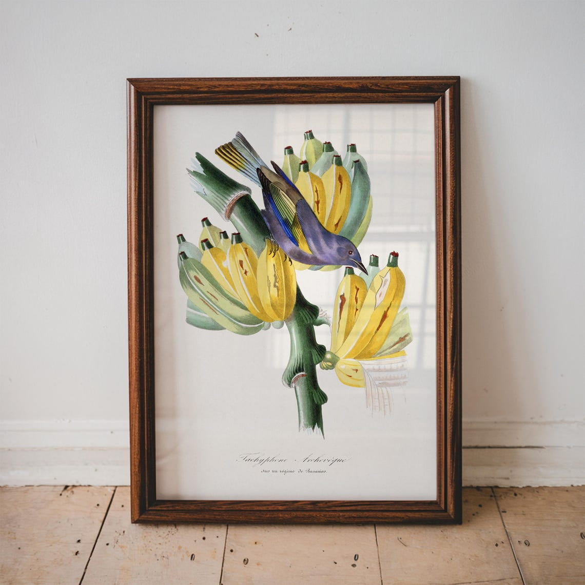 Tropical Bird Vintage Antique Animal Decor Illustration Home Version ...