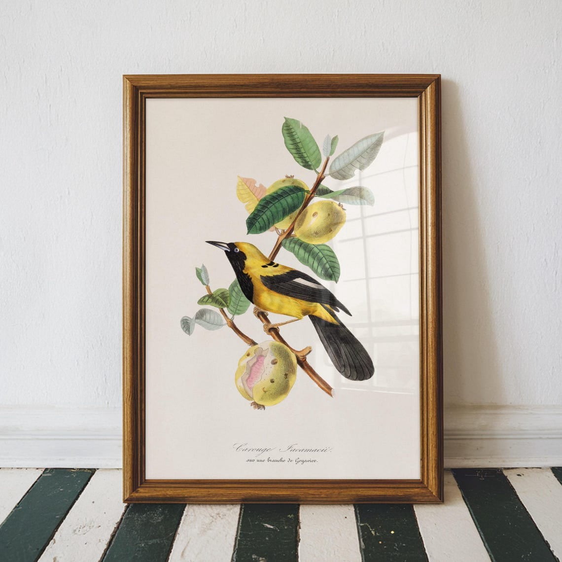 Tropical Bird Vintage Poster, Bird Poster, Antique Animal, Vintage ...
