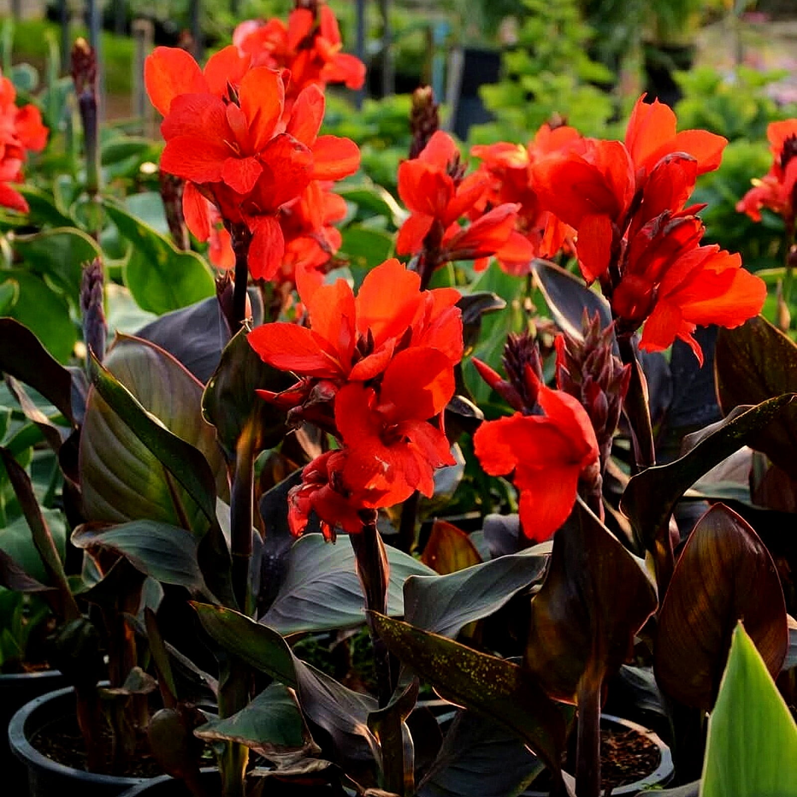 Tropical Canna Lily Bulbs – Fast Growing, Low Maintenance for Garden ...