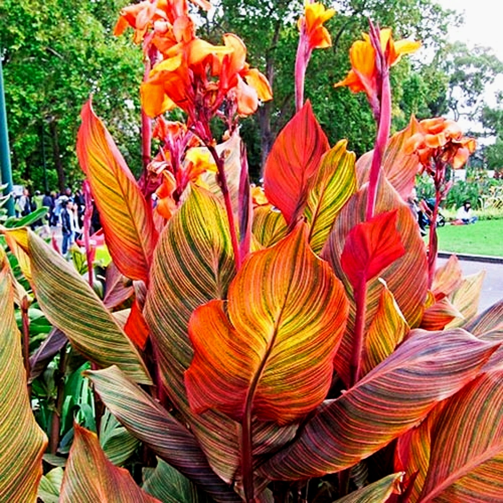 Tropical Canna Lily Bulbs – Fast Growing, Low Maintenance for Garden ...