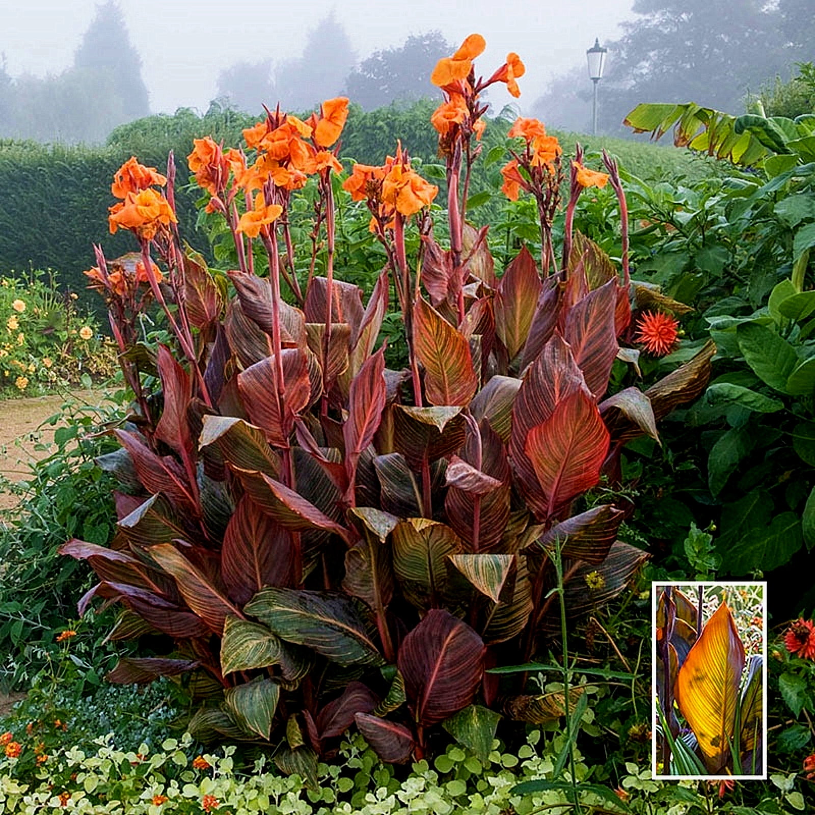 Tropical Canna Lily Bulbs – Fast Growing, Low Maintenance for Garden ...