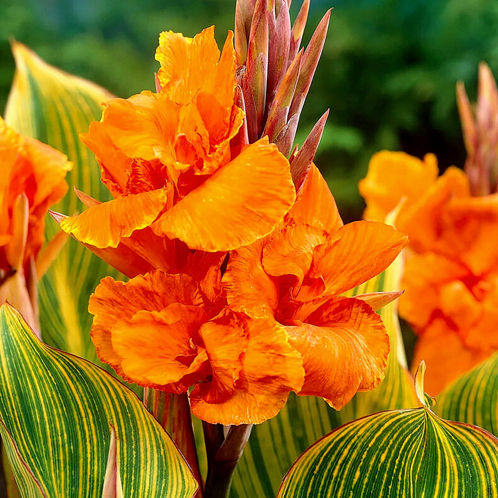 Tropical Canna Lily Bulbs – Fast Growing, Low Maintenance for Garden ...