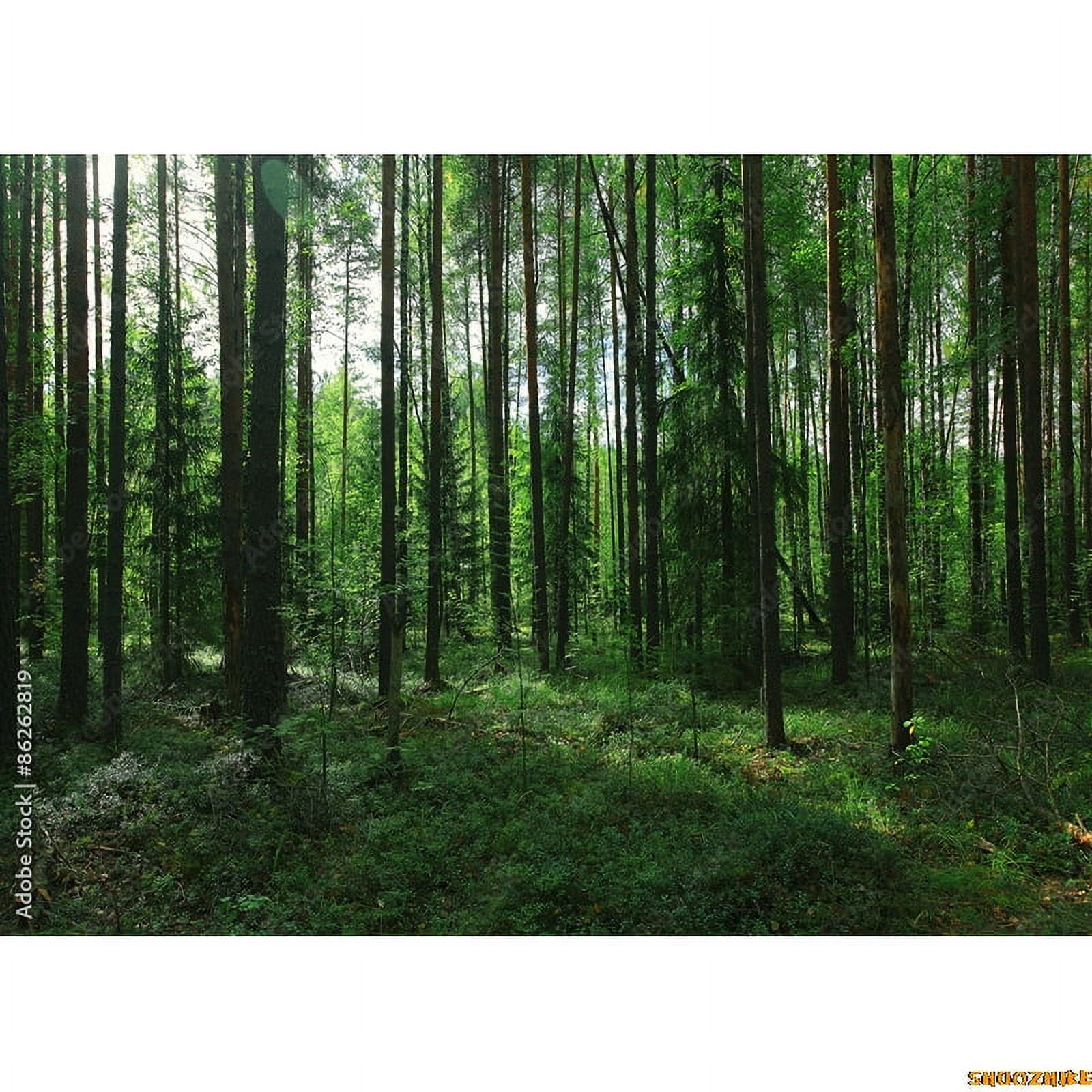 Tropical Coniferous Forest Moss Covered Fall Trees Photography ...
