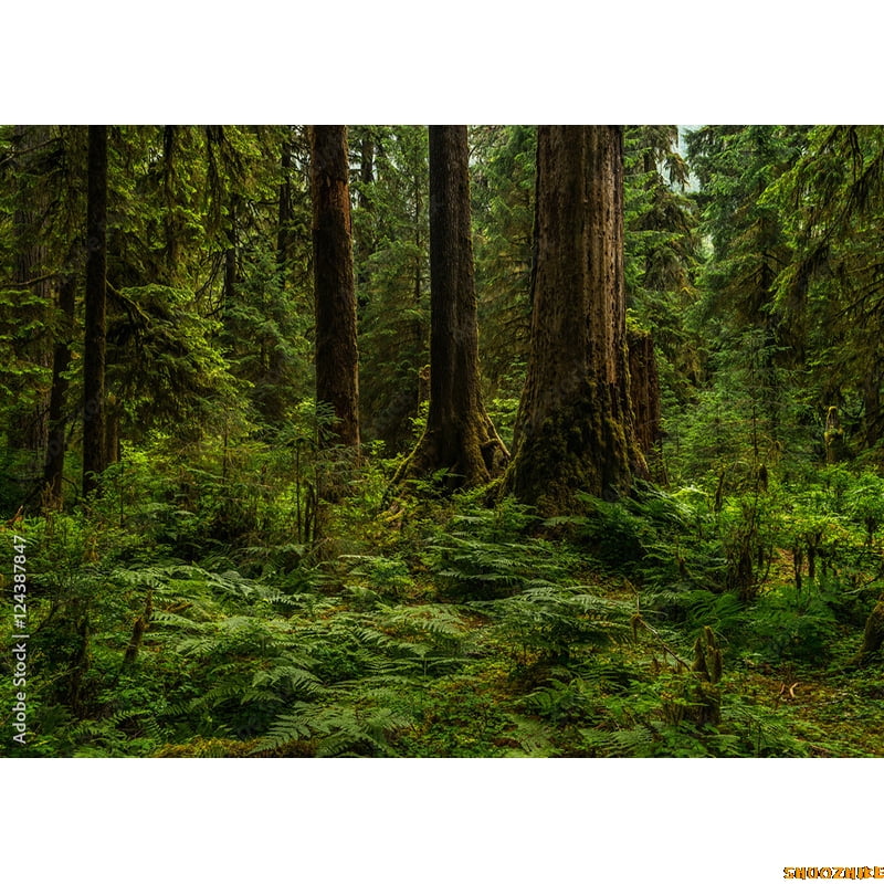Tropical Coniferous Forest Moss Covered Fall Trees Photography ...