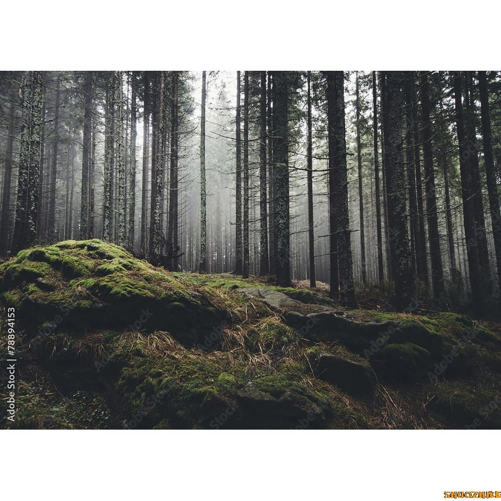 Tropical Coniferous Forest Moss Covered Fall Trees Photography ...