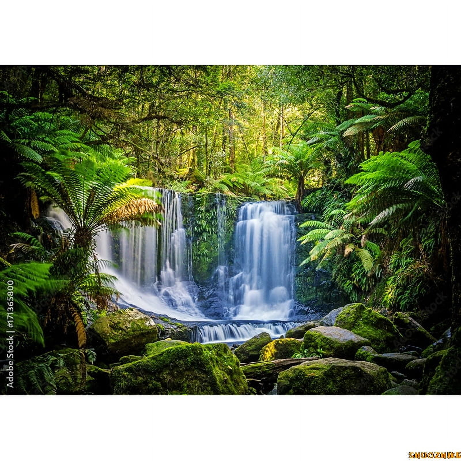 Tropical Coniferous Forest Moss Covered Fall Trees Photography ...