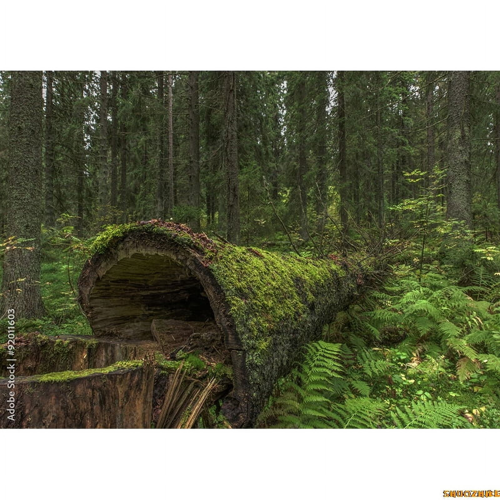 Tropical Coniferous Forest Moss Covered Fall Trees Photography ...