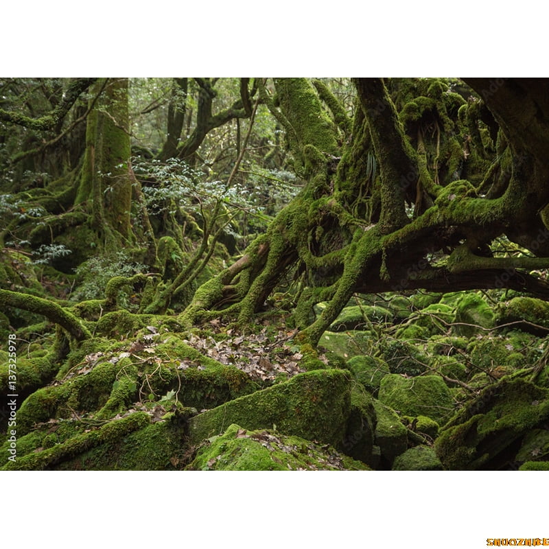 Tropical Coniferous Forest Moss Covered Fall Trees Photography ...