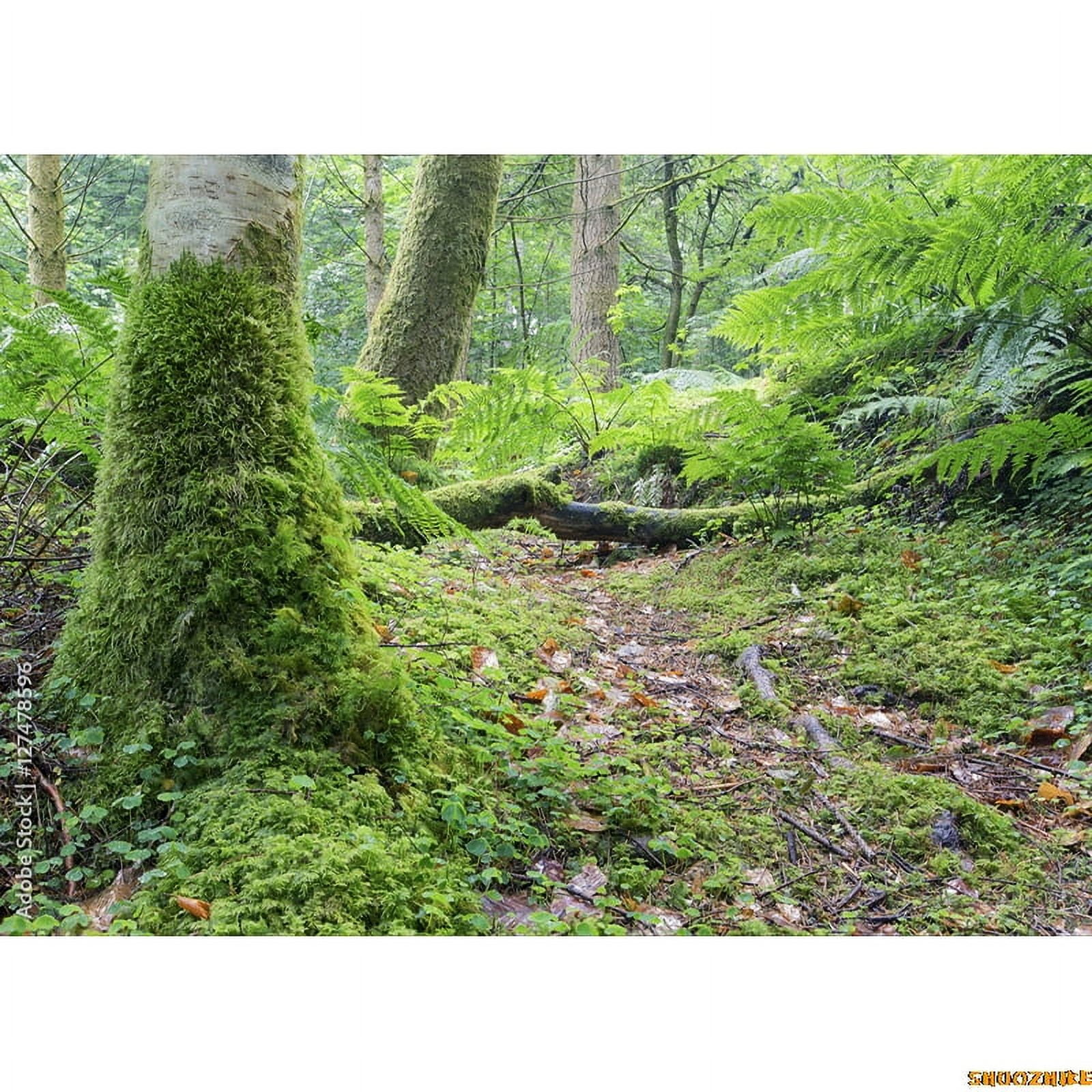 Tropical Coniferous Forest Moss Covered Fall Trees Photography ...