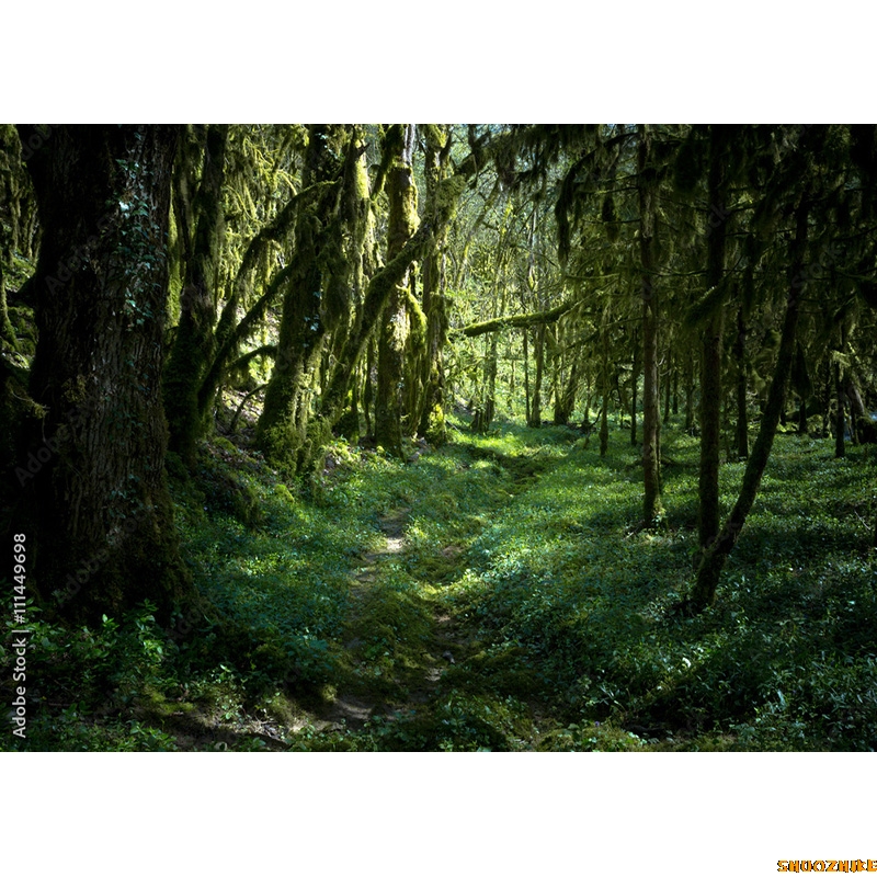Tropical Coniferous Forest Moss Covered Fall Trees Photography ...