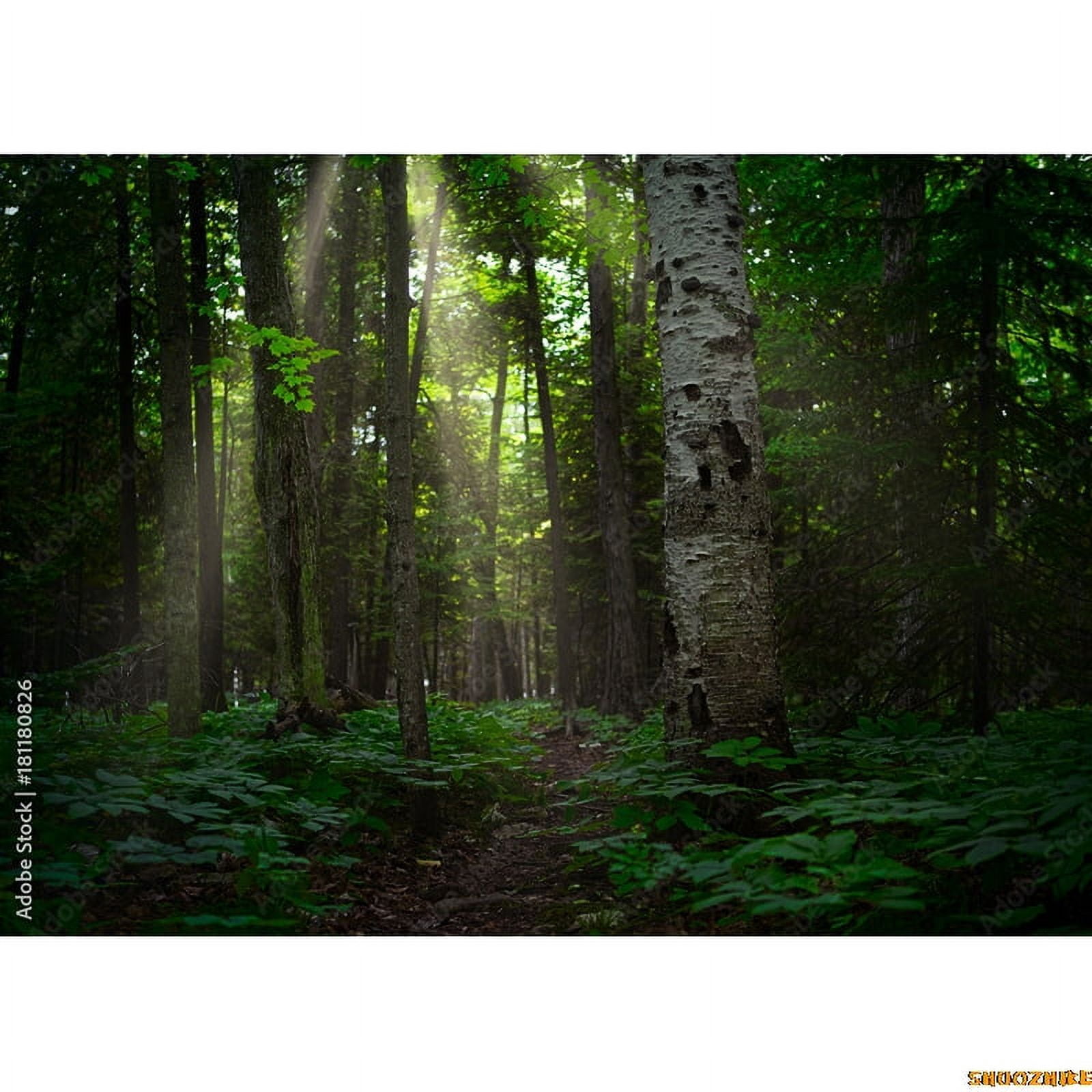 Tropical Coniferous Forest Moss Covered Fall Trees Photography ...