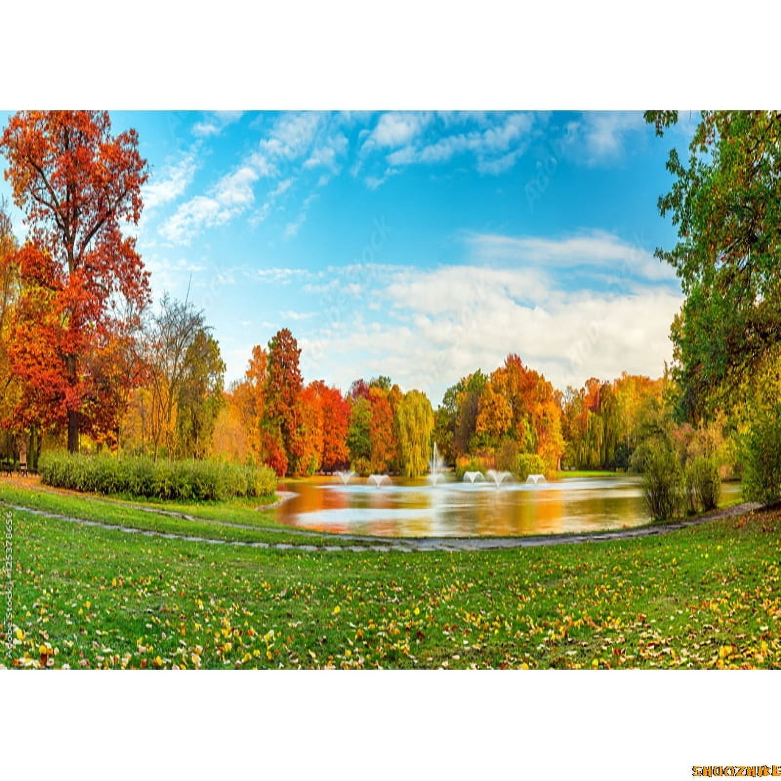 Tropical Coniferous Forest Moss Covered Fall Trees Photography ...