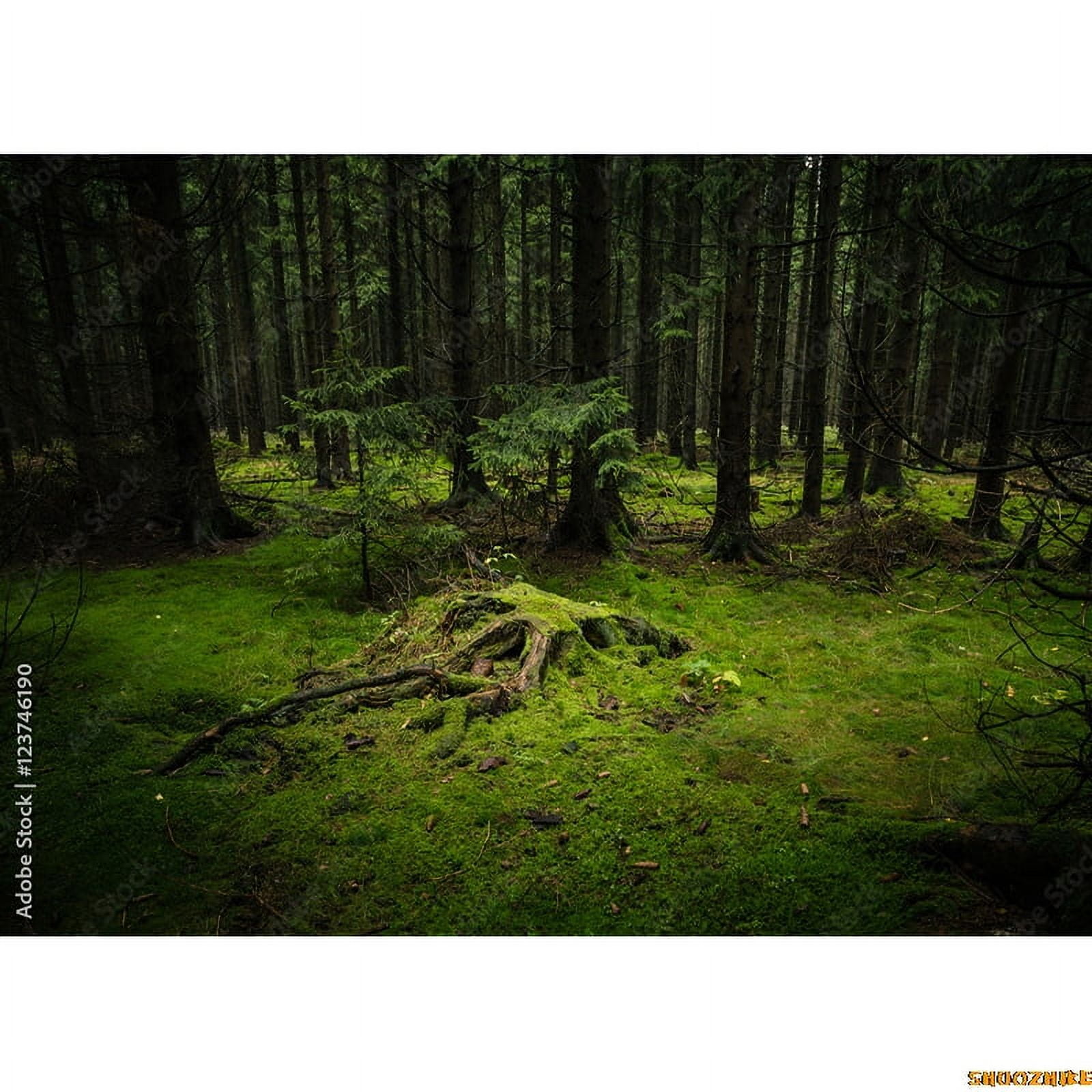 Tropical Coniferous Forest Moss Covered Fall Trees Photography ...