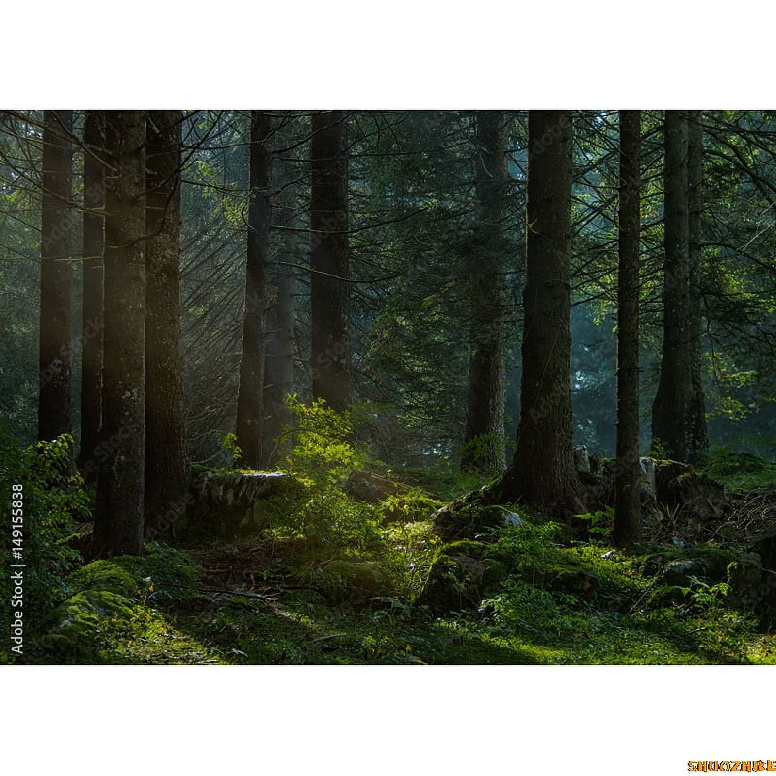Tropical Coniferous Forest Moss Covered Fall Trees Photography ...