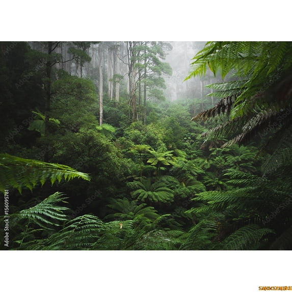 Tropical Coniferous Forest Moss Covered Fall Trees Photography ...