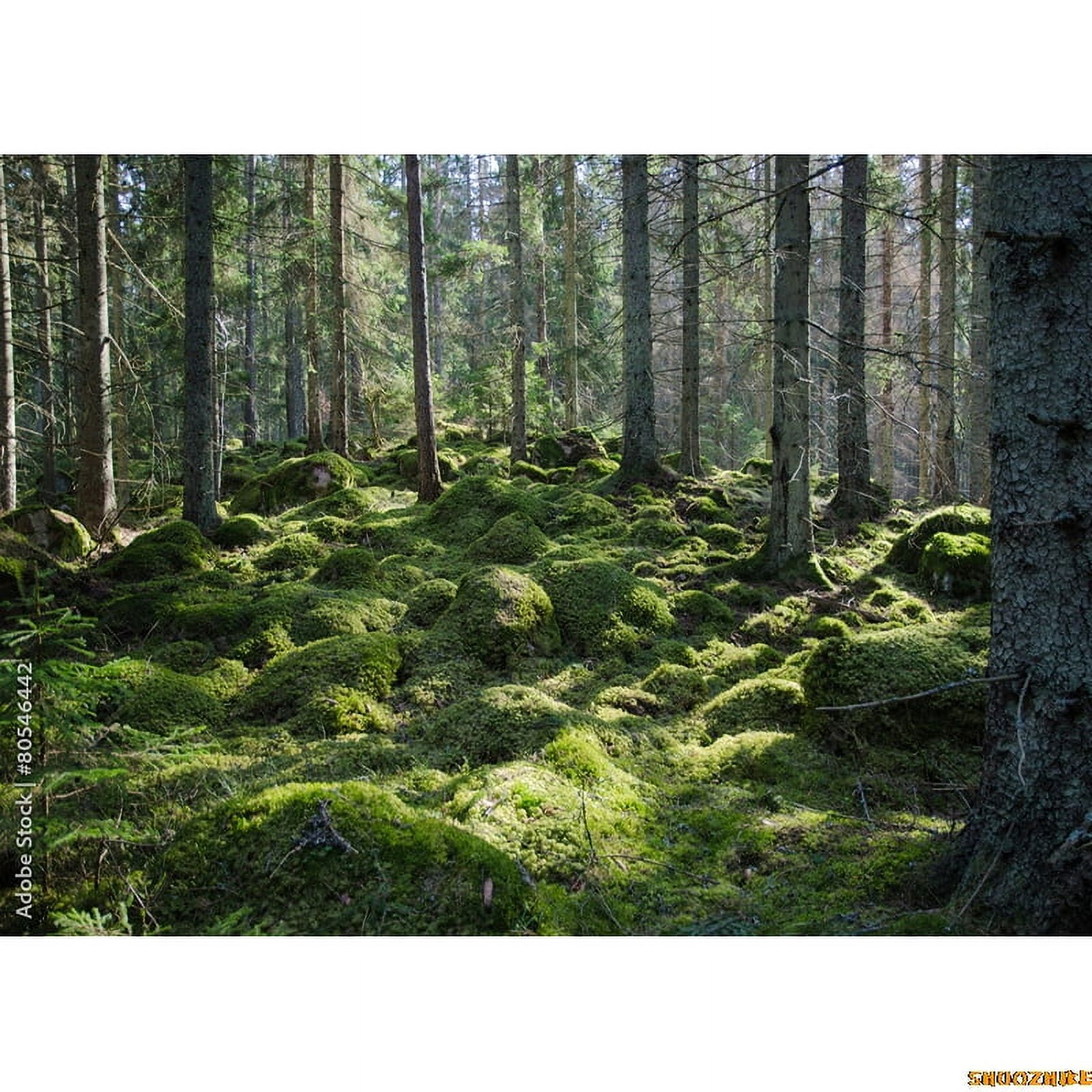 Tropical Coniferous Forest Moss Covered Fall Trees Photography ...