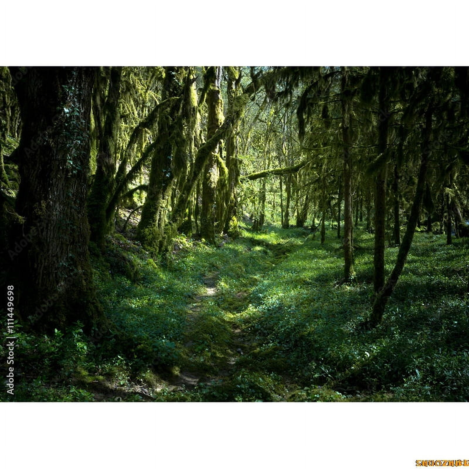 Tropical Coniferous Forest Moss Covered Fall Trees Photography ...