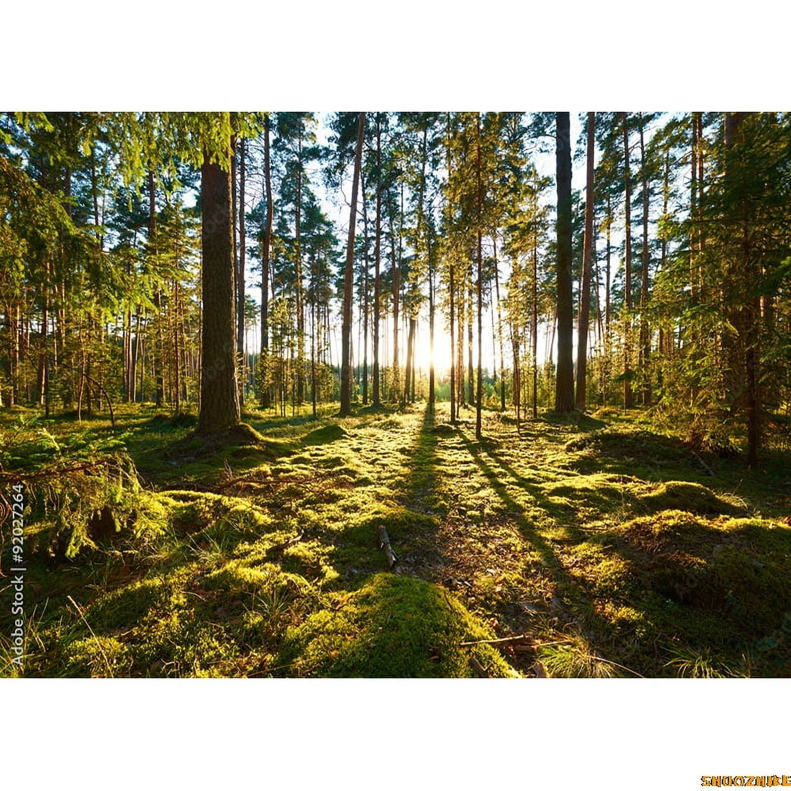 Tropical Coniferous Forest Moss Covered Fall Trees Photography ...