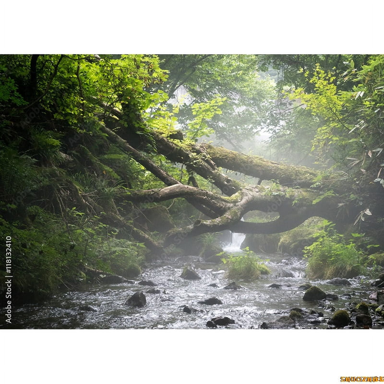 Tropical Coniferous Forest Moss Covered Fall Trees Photography ...