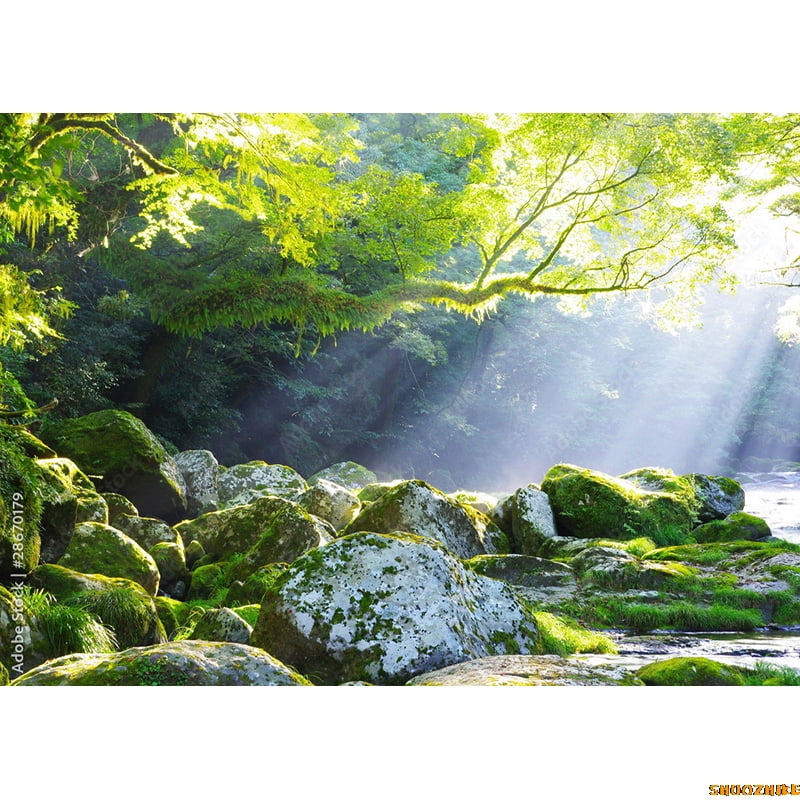 Tropical Coniferous Forest Moss Covered Fall Trees Photography ...