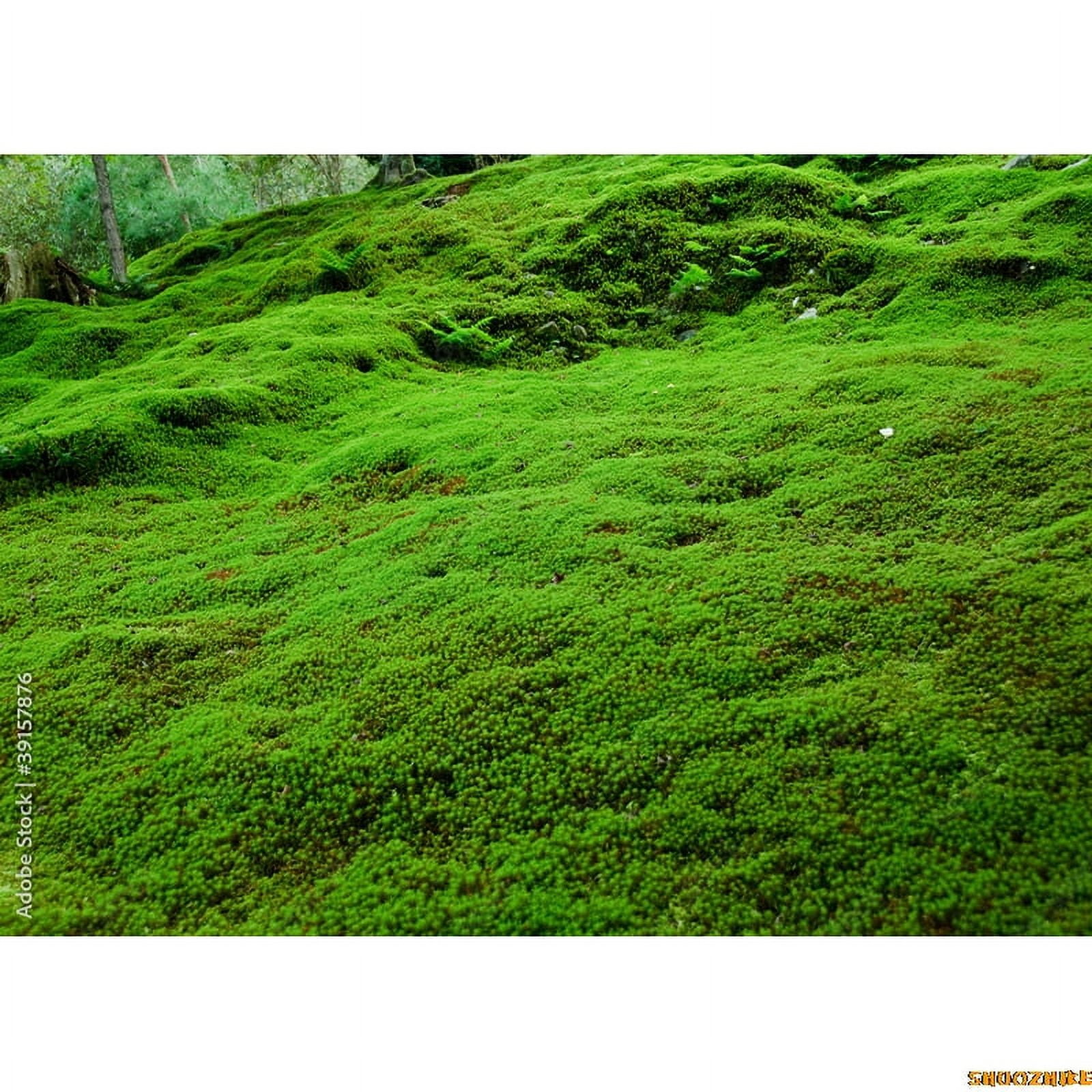 Tropical Coniferous Forest Moss Covered Fall Trees Photography ...