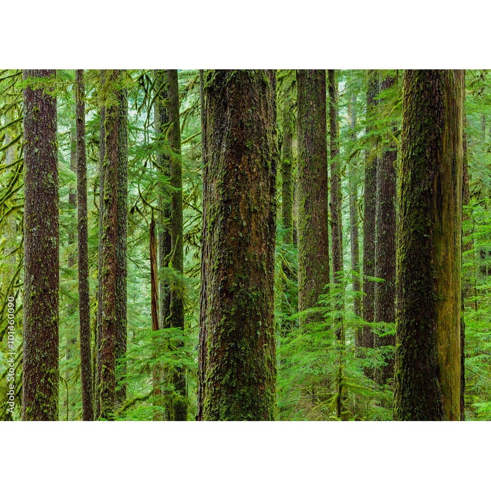 Tropical Coniferous Forest Moss Covered Fallen Trees Photography ...
