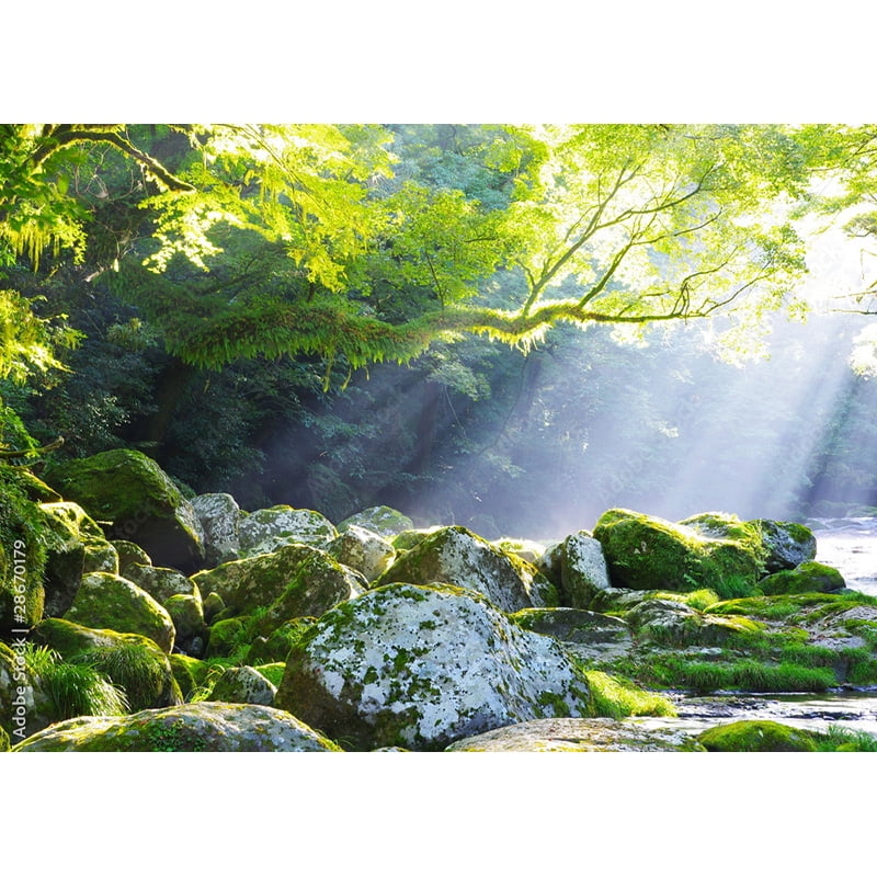 Tropical Coniferous Forest Moss Covered Fallen Trees Photography ...