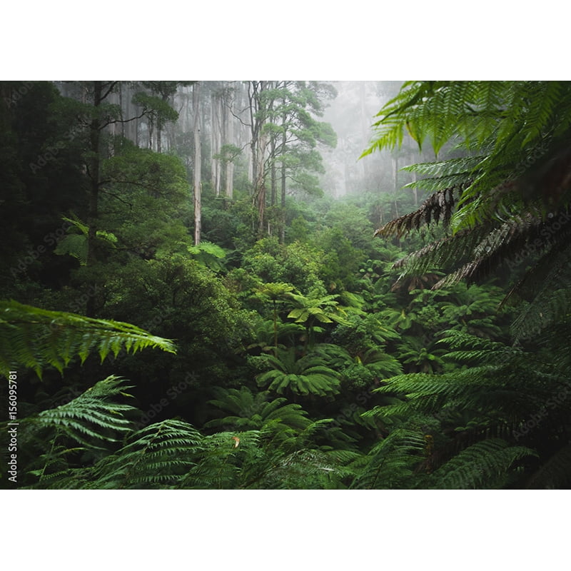 Tropical Coniferous Forest Moss Covered Fallen Trees Photography ...