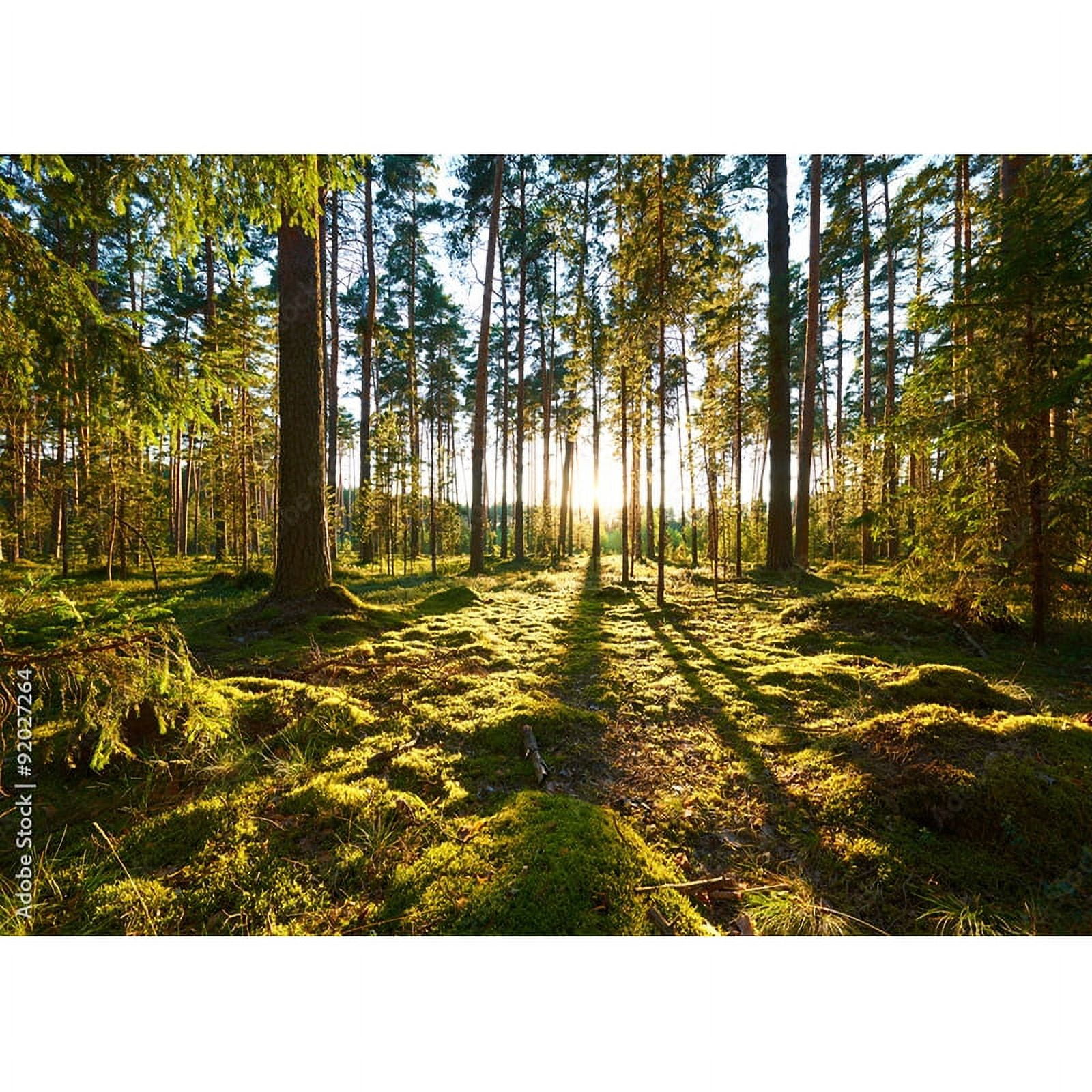 Tropical Coniferous Forest Moss Covered Fallen Trees Photography ...