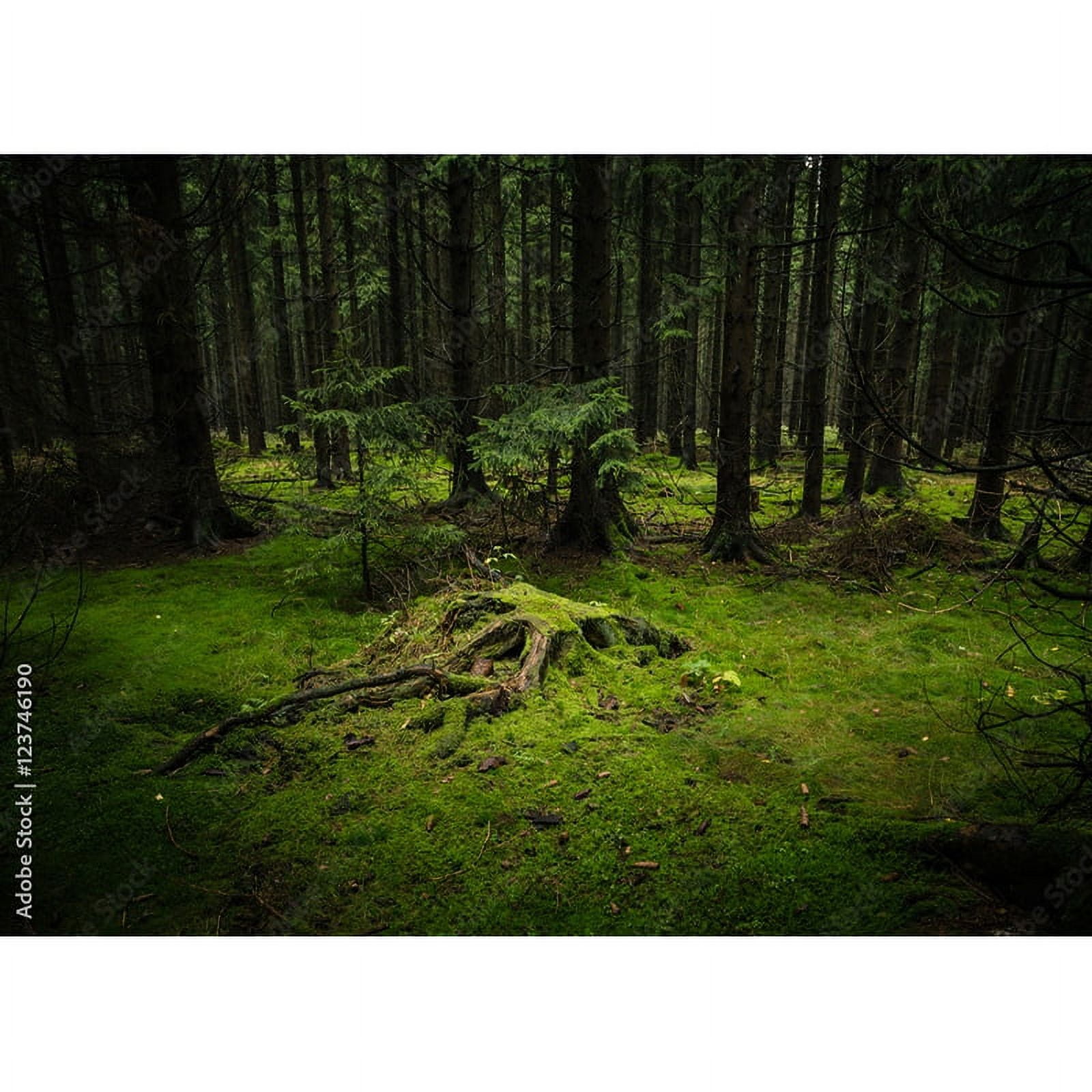 Tropical Coniferous Forest Moss Covered Fallen Trees Photography Backdrops Prop Sunlight Nature ...