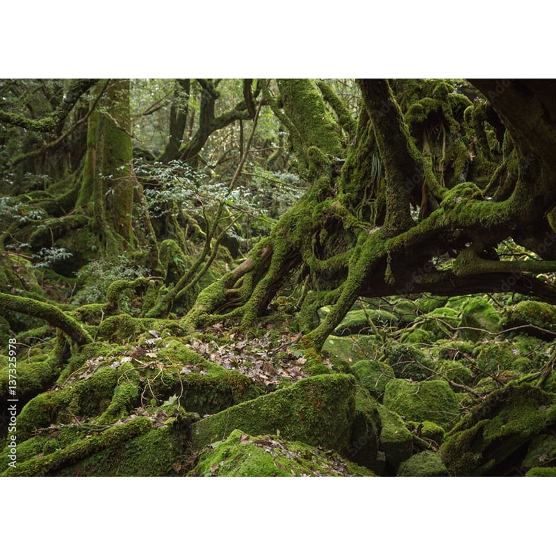 Tropical Coniferous Forest Moss Covered Fallen Trees Photography ...