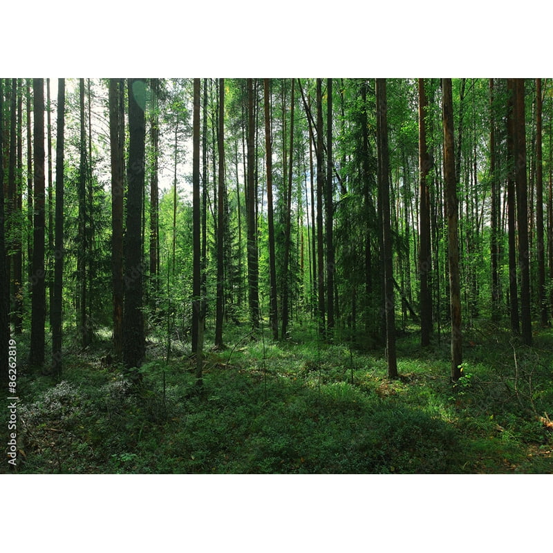Tropical Coniferous Forest Moss Covered Fallen Trees Photography ...
