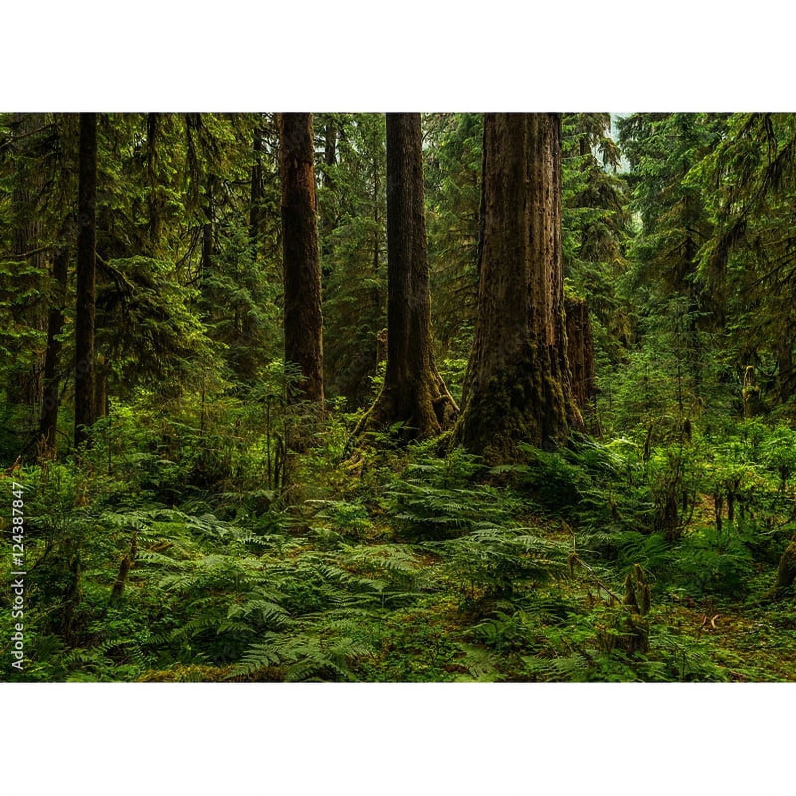 Tropical Coniferous Forest Moss Covered Fallen Trees Photography ...