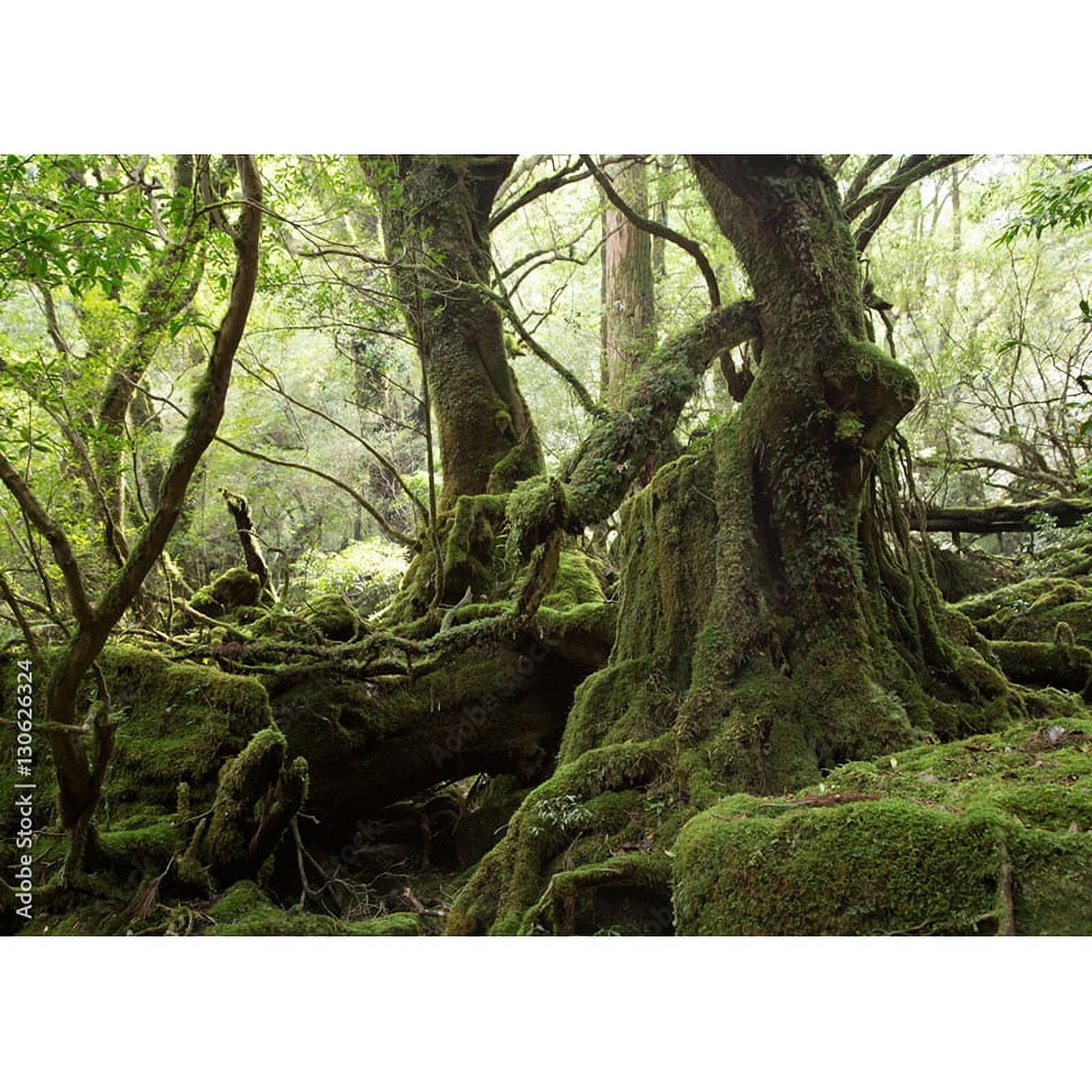 Tropical Coniferous Forest Moss Covered Fallen Trees Photography ...