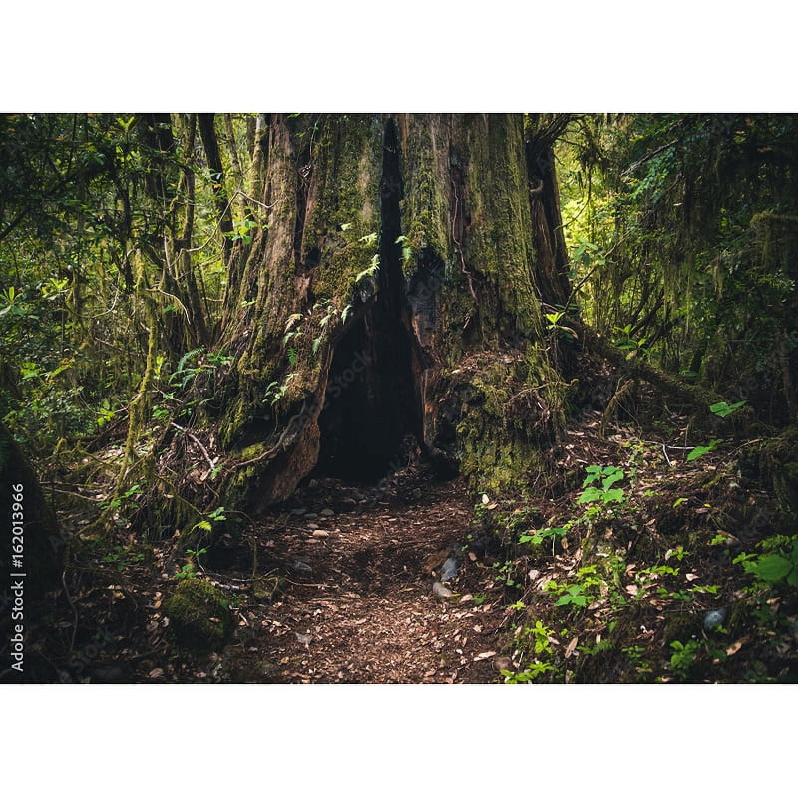 Tropical Coniferous Forest Moss Covered Fallen Trees Photography ...