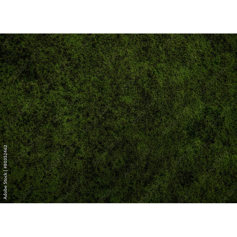 Tropical Coniferous Forest Moss Covered Fallen Trees Photography ...