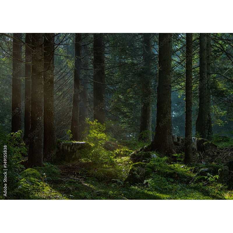Tropical Coniferous Forest Moss Covered Fallen Trees Photography ...