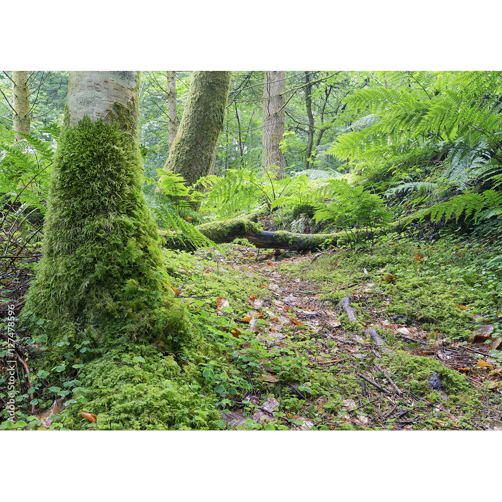 Tropical Coniferous Forest Moss Covered Fallen Trees Photography ...