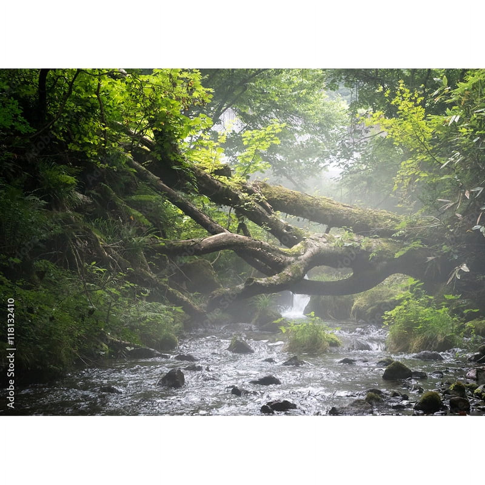 Tropical Coniferous Forest Moss Covered Fallen Trees Photography ...